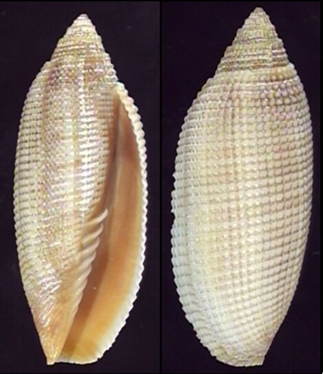 All shells - ShellBrothers - All shells