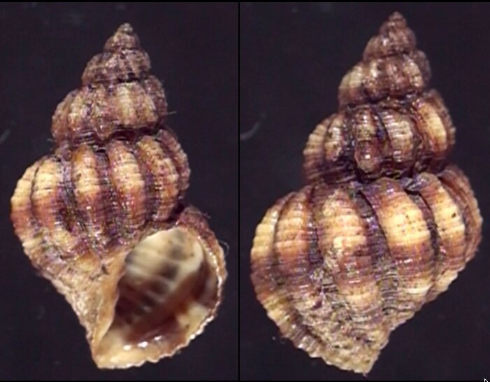 All shells - ShellBrothers - All shells