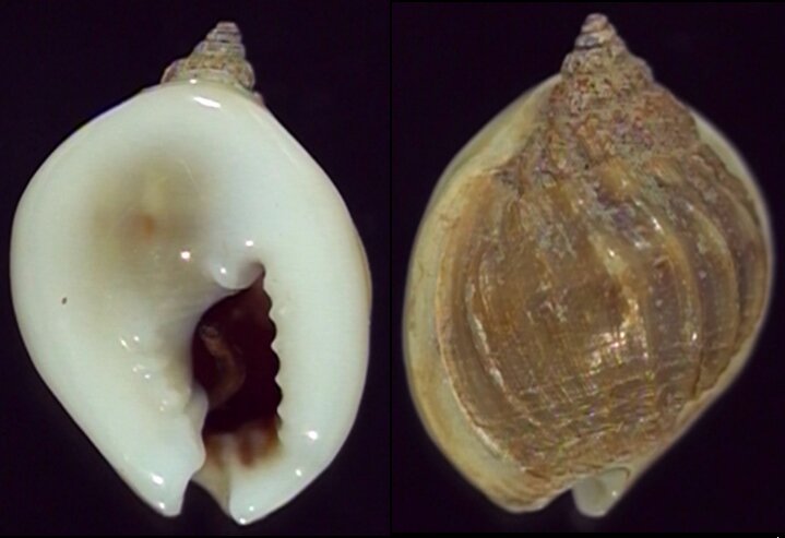 All shells - ShellBrothers - All shells