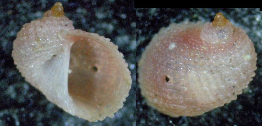 All shells - ShellBrothers - All shells