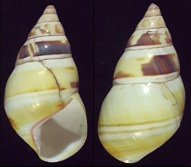 All shells - ShellBrothers - All shells