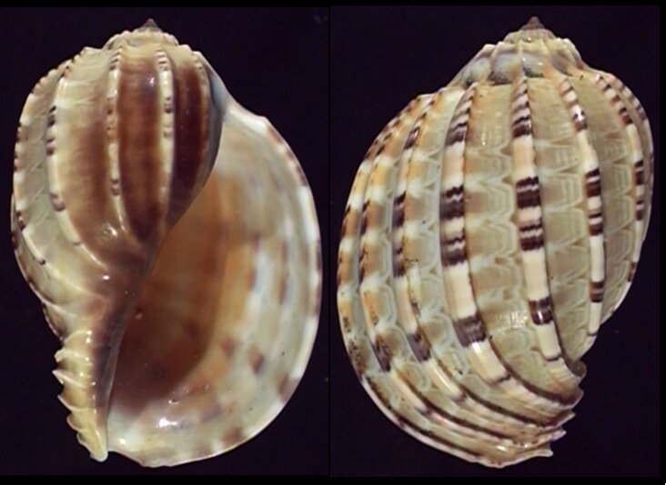 All shells - ShellBrothers - All shells