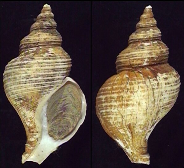 All shells - ShellBrothers - All shells