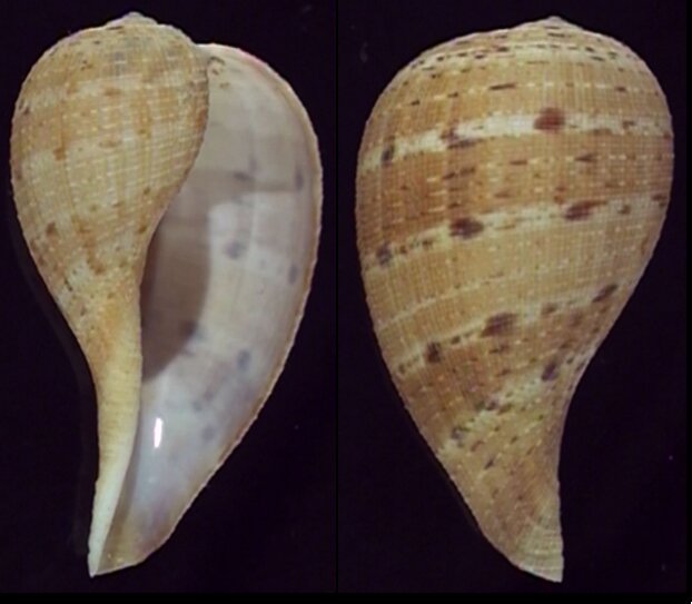 All shells - ShellBrothers - All shells