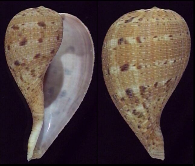 All shells - ShellBrothers - All shells