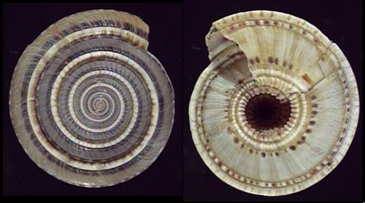 All shells - ShellBrothers - All shells