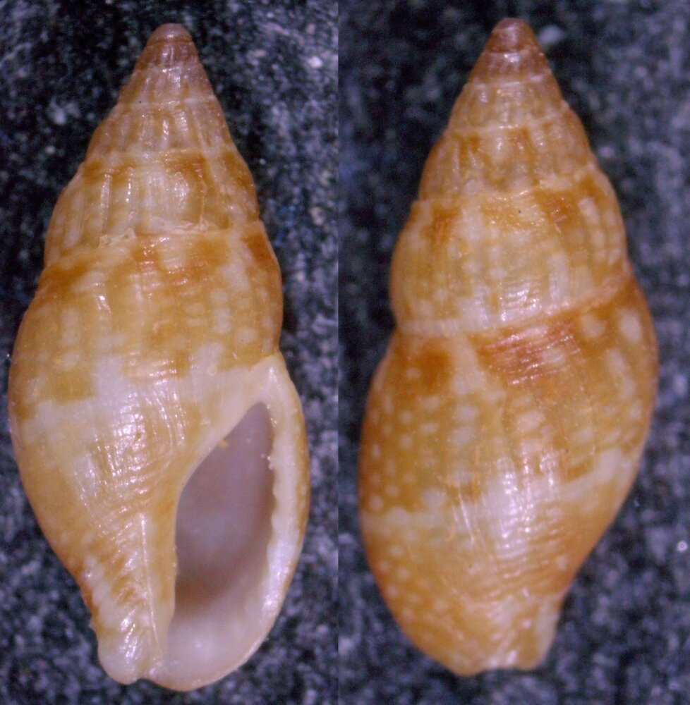 All shells - ShellBrothers - All shells