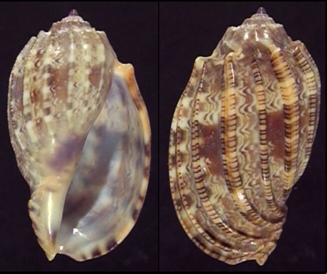 All shells - ShellBrothers - All shells