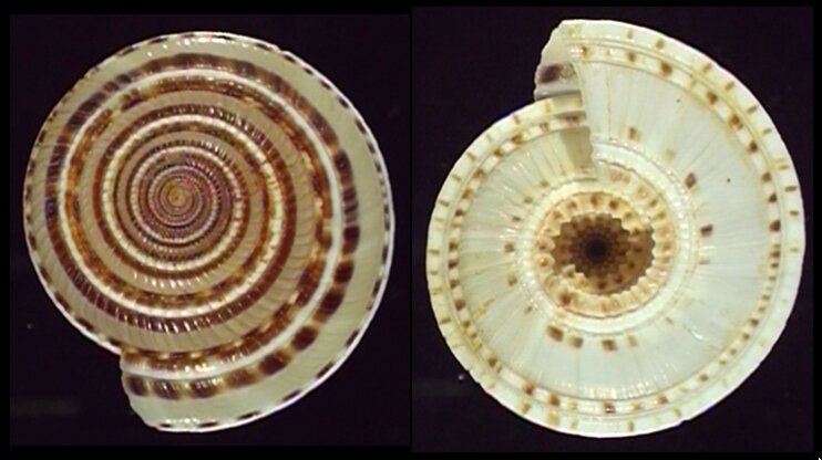 All shells - ShellBrothers - All shells