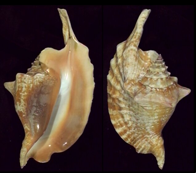 All shells - ShellBrothers - All shells