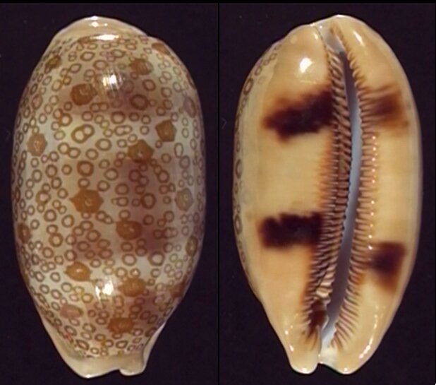 All shells - ShellBrothers - All shells