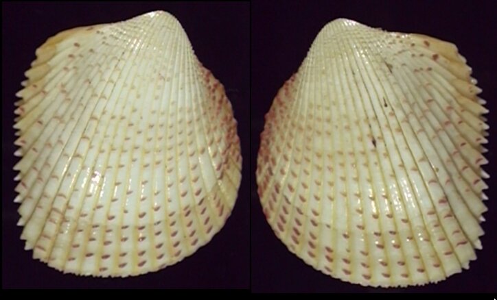 All shells - ShellBrothers - All shells