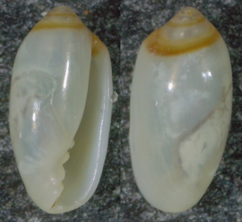 All shells - ShellBrothers - All shells