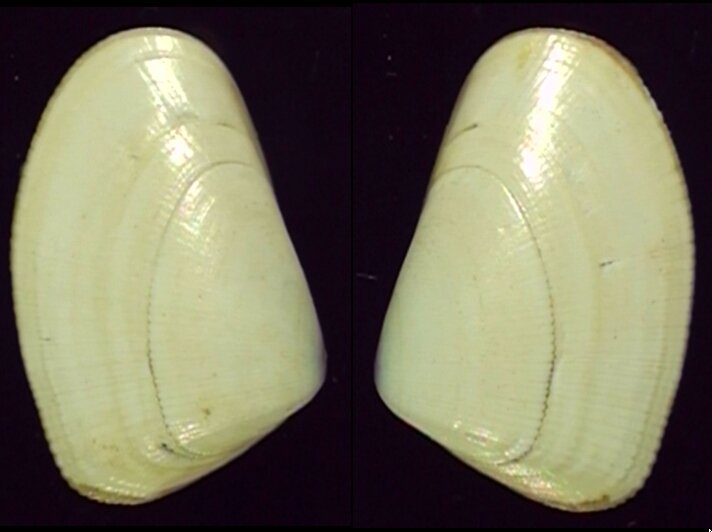 All shells - ShellBrothers - All shells