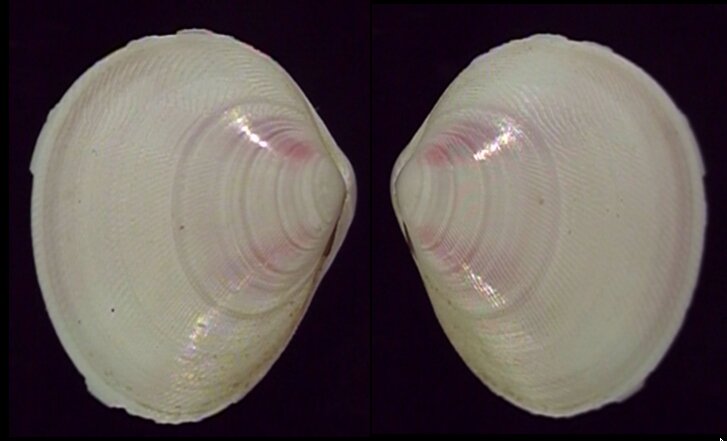 New shells - ShellBrothers - New shells