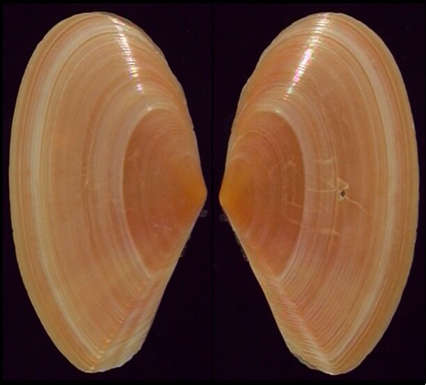 All shells - ShellBrothers - All shells