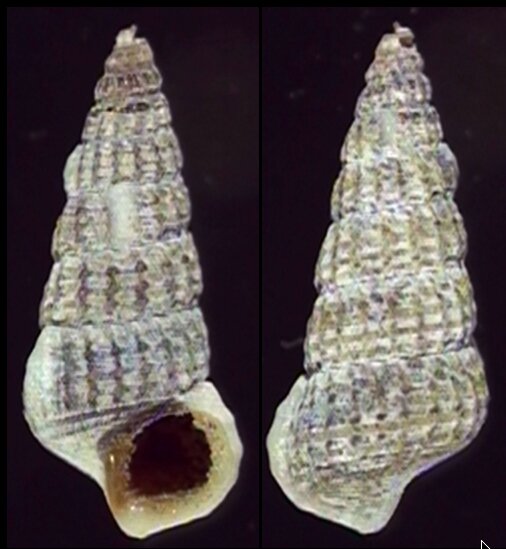 All shells - ShellBrothers - All shells