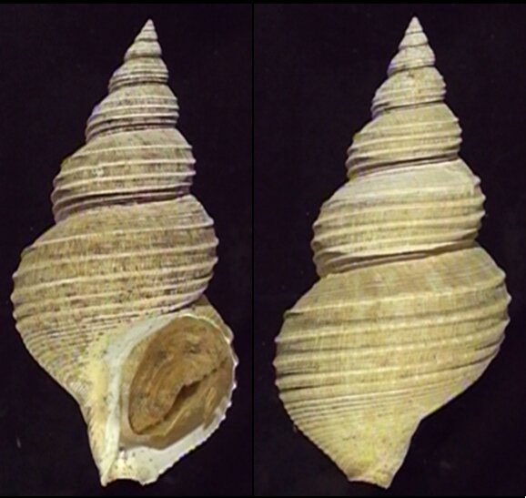 All shells - ShellBrothers - All shells