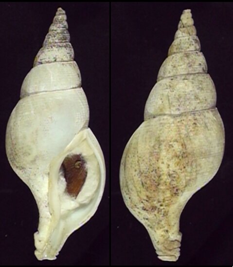 All shells - ShellBrothers - All shells