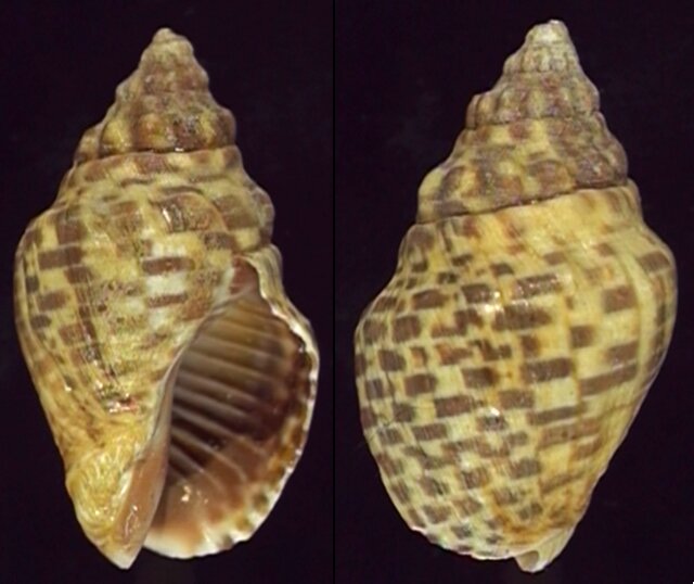 All shells - ShellBrothers - All shells