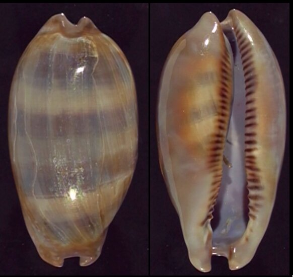 All shells - ShellBrothers - All shells