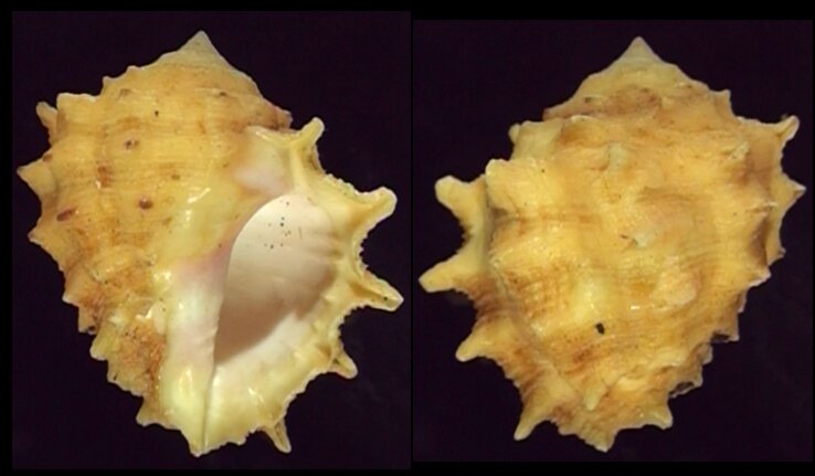 All shells - ShellBrothers - All shells