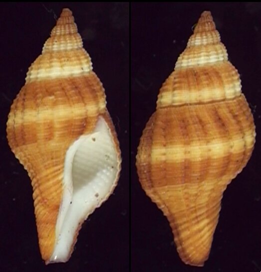 New shells - ShellBrothers - New shells
