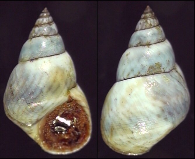 All shells - ShellBrothers - All shells