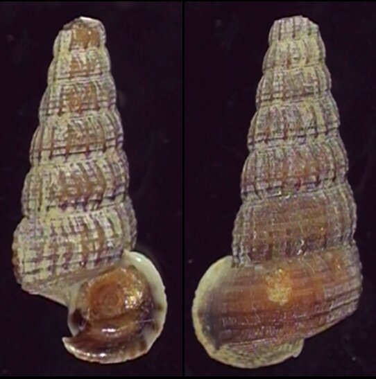 All shells - ShellBrothers - All shells