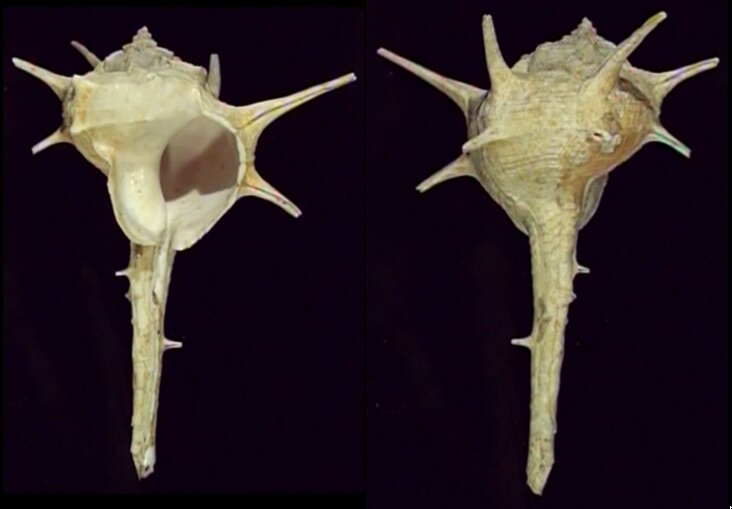 All shells - ShellBrothers - All shells