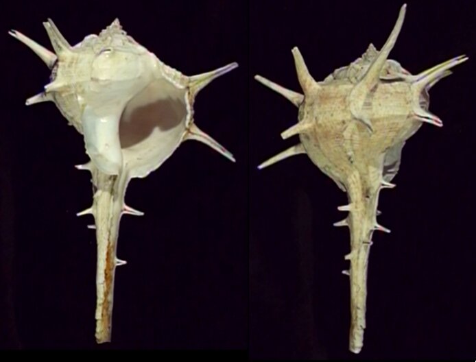 All shells - ShellBrothers - All shells