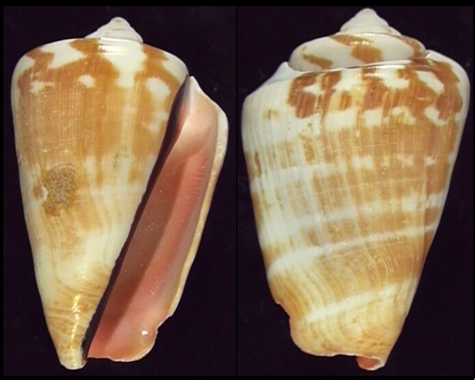 All shells - ShellBrothers - All shells