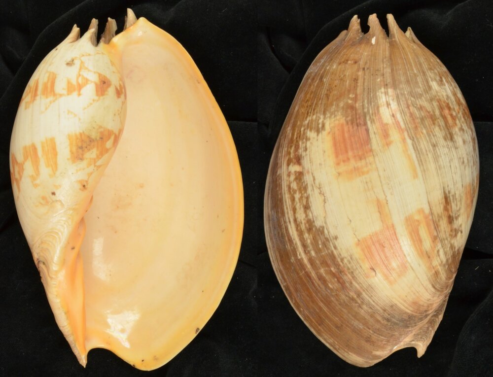 All shells - ShellBrothers - All shells