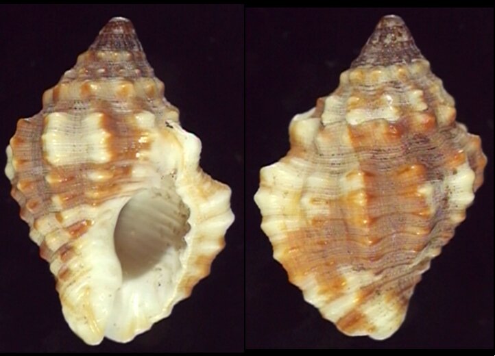 All shells - ShellBrothers - All shells