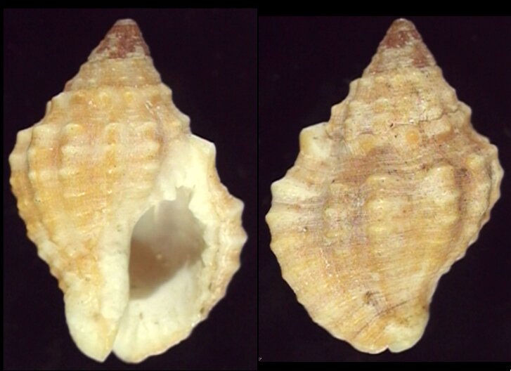 All shells - ShellBrothers - All shells