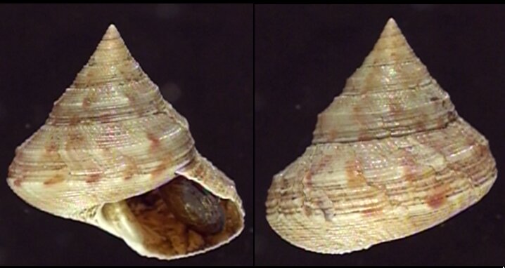 All shells - ShellBrothers - All shells