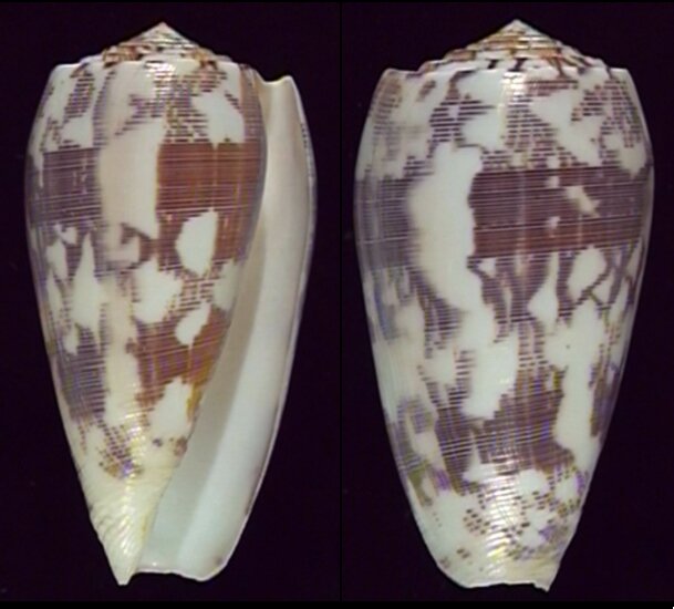 New shells - ShellBrothers - New shells