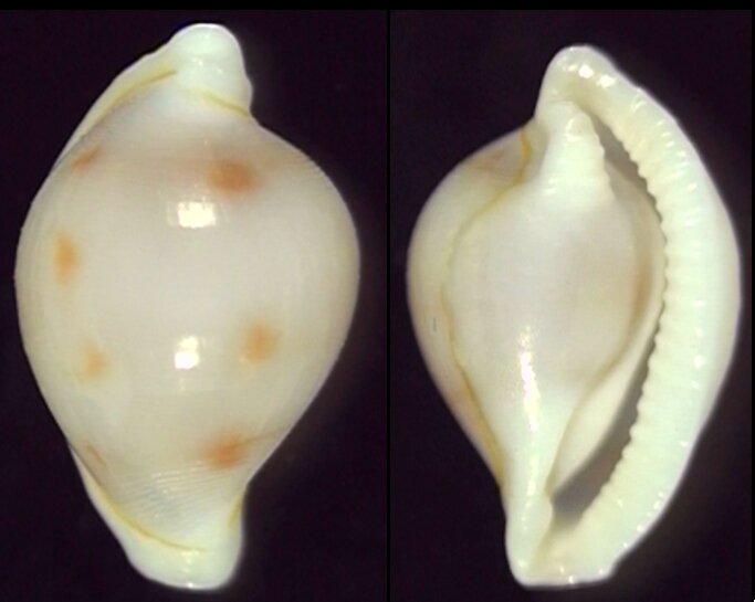 All shells - ShellBrothers - All shells