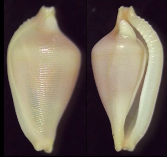 All shells - ShellBrothers - All shells