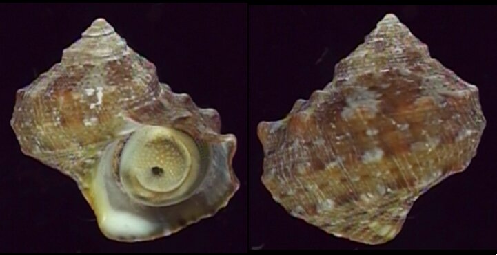 All shells - ShellBrothers - All shells