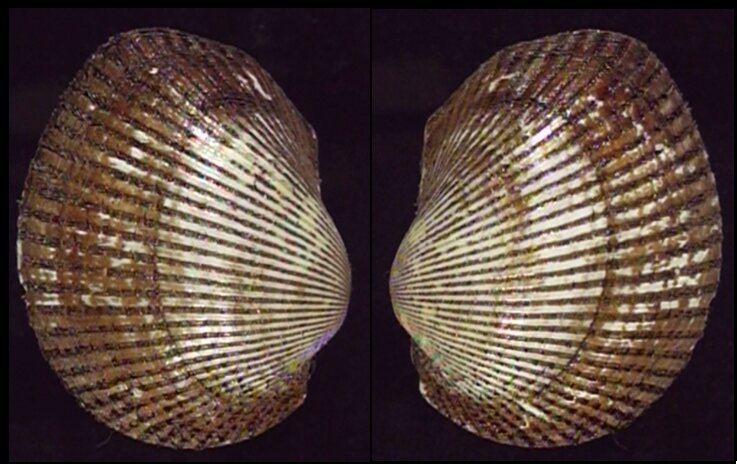 All shells - ShellBrothers - All shells