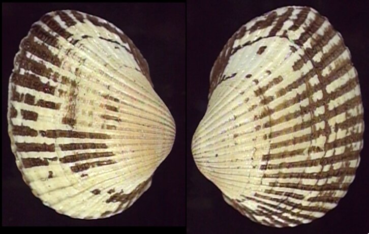 All shells - ShellBrothers - All shells