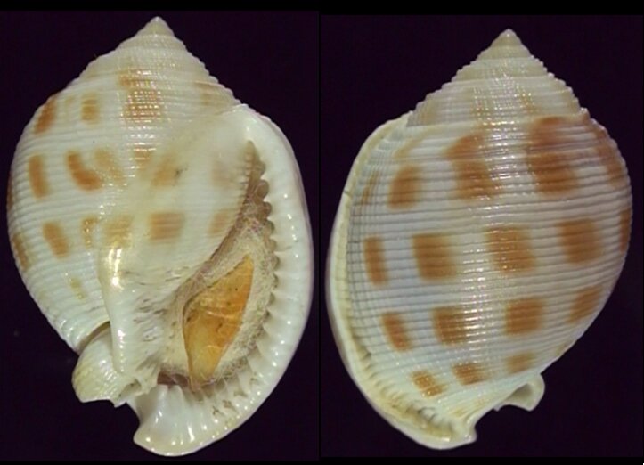 All shells - ShellBrothers - All shells