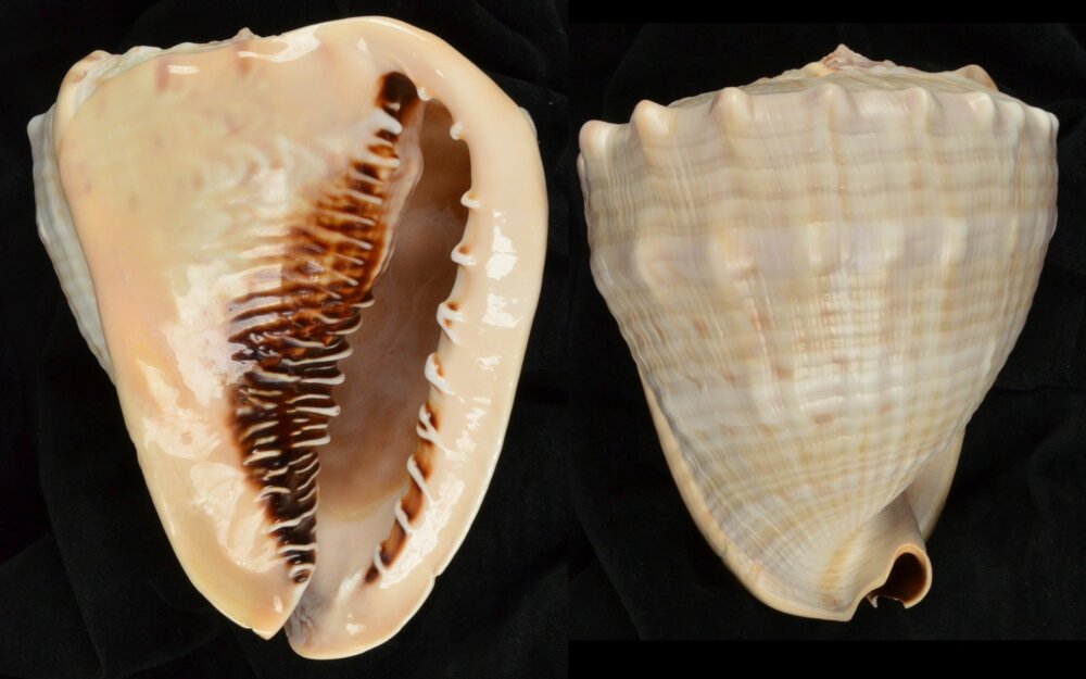 All shells - ShellBrothers - All shells