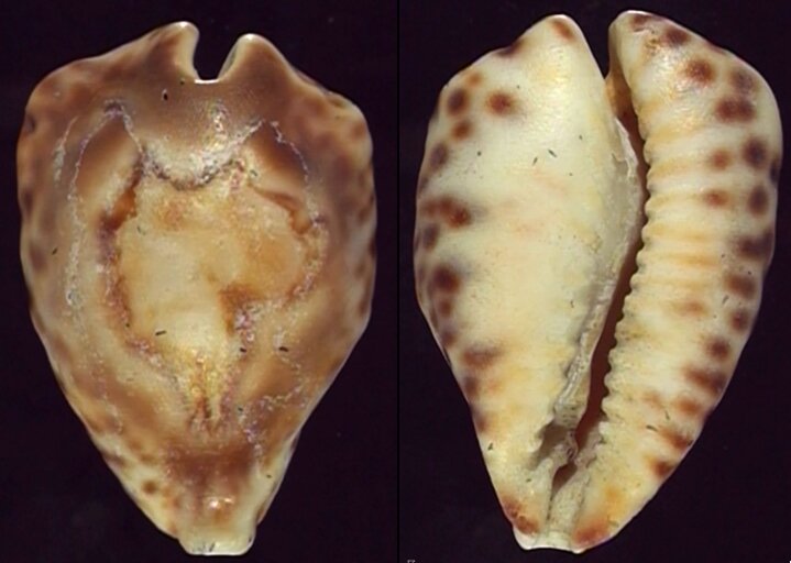 All shells - ShellBrothers - All shells