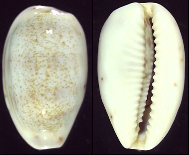 All shells - ShellBrothers - All shells