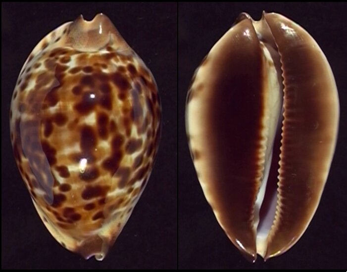 Top shells - ShellBrothers - Top shells