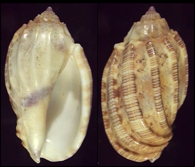 All shells - ShellBrothers - All shells