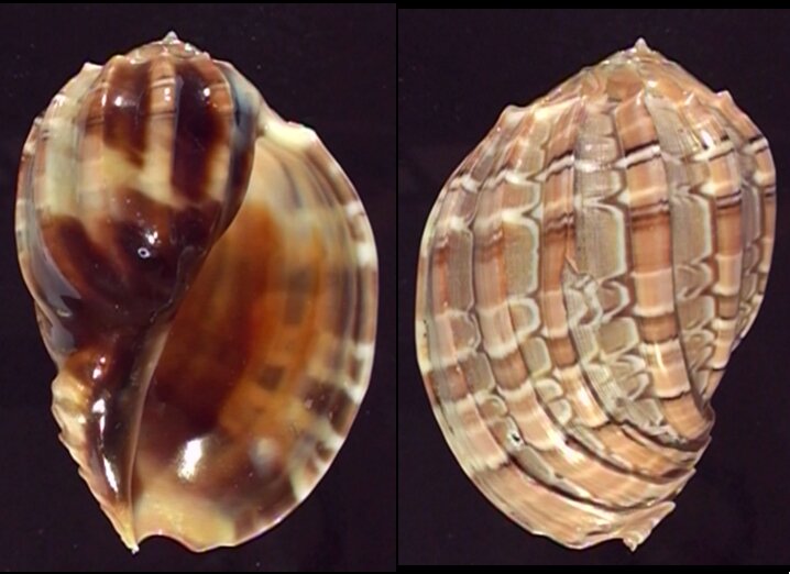 All shells - ShellBrothers - All shells