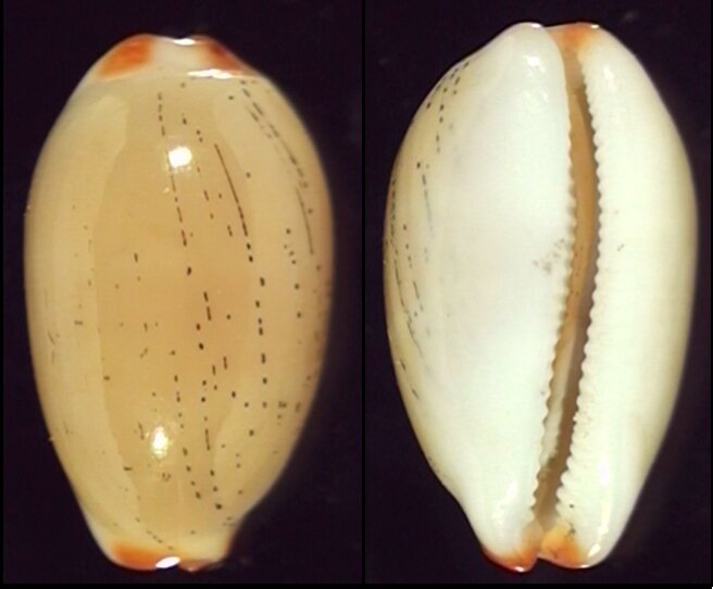 All shells - ShellBrothers - All shells